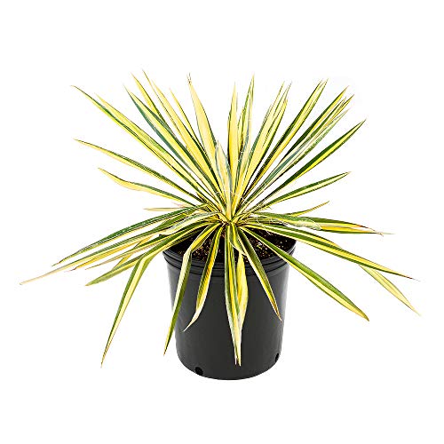 17 Unique Yucca Plants & How to Care for Them