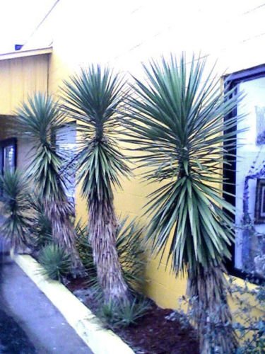 17 Unique Yucca Plants & How to Care for Them