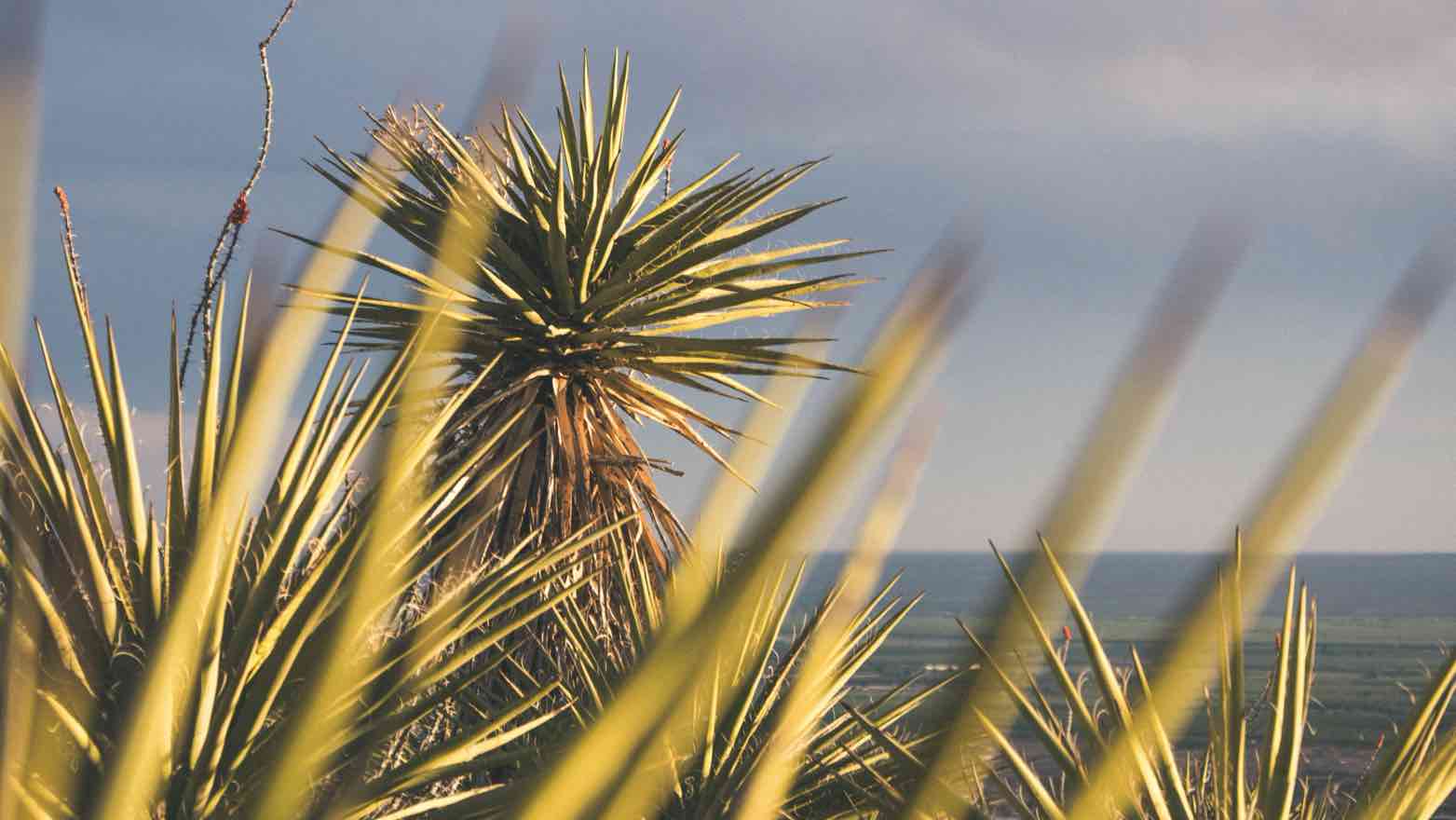 17 Unique Yucca Plants & How to Take Care of them