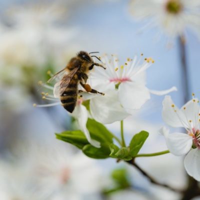 15 Different Types of Bees Explained with Bee Hive Hierarchy (2020)