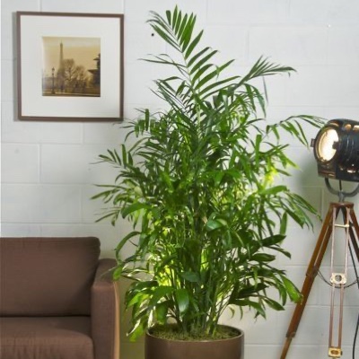 Bamboo Plants: Growing Them and Caring for Them (2020)