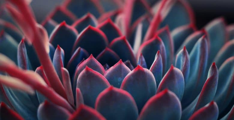 Succulents: Complete Guide to Make your Succulent Plants feel at Home