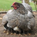25 Chicken Breeds with Traits, Characteristics and Egg Production (2020)