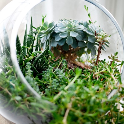 Terrarium: A Complete Guide on Terrarium Plants, Ideas & Building Kits